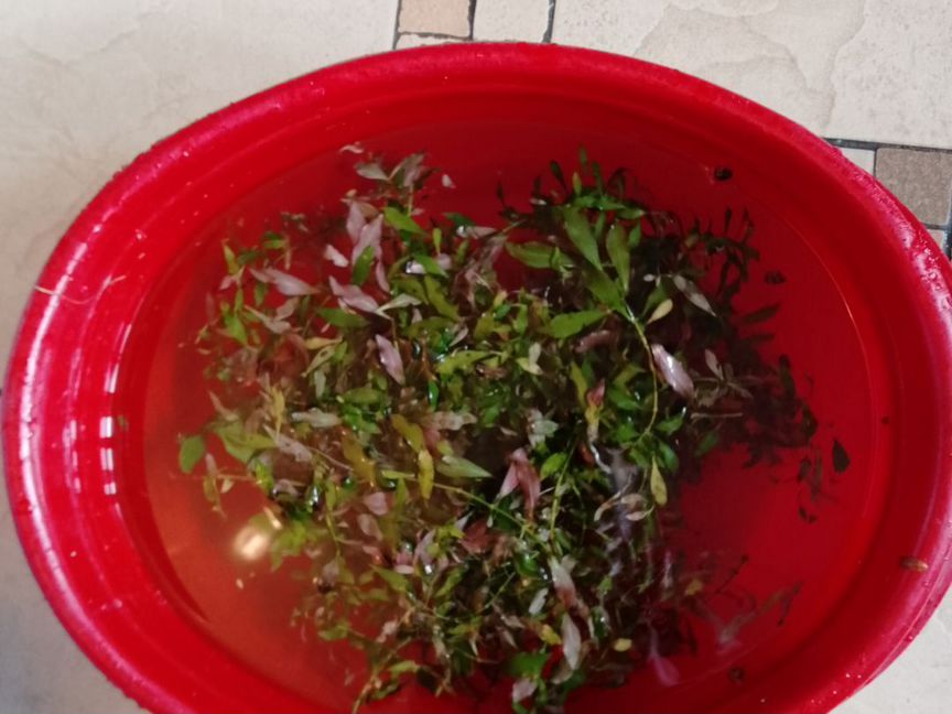 Водоросли для аквариума