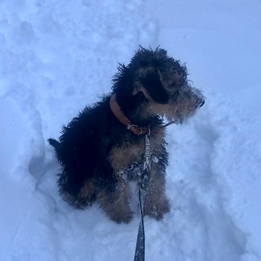 Щенок вельштерьера