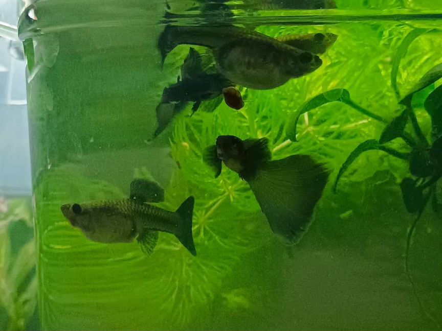 Аквариумные рыбки гуппи