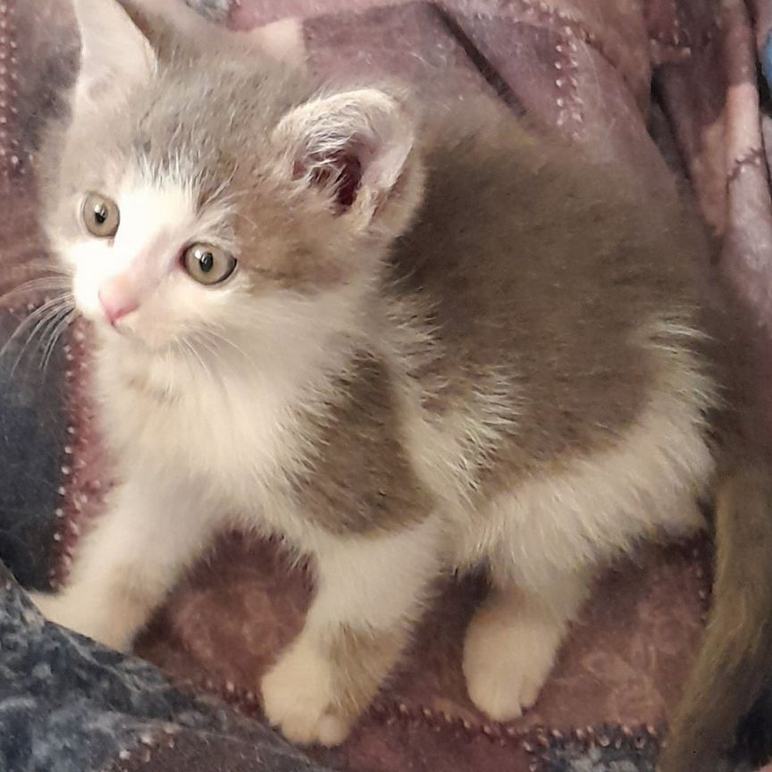 Котенок