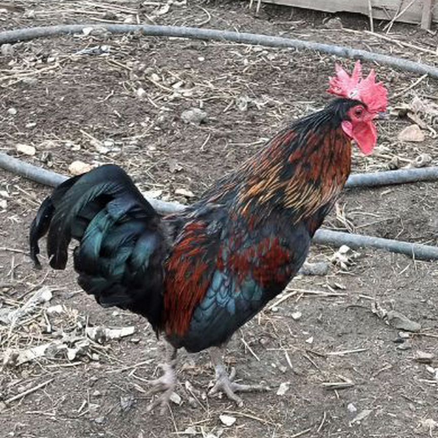 Петухи молодые