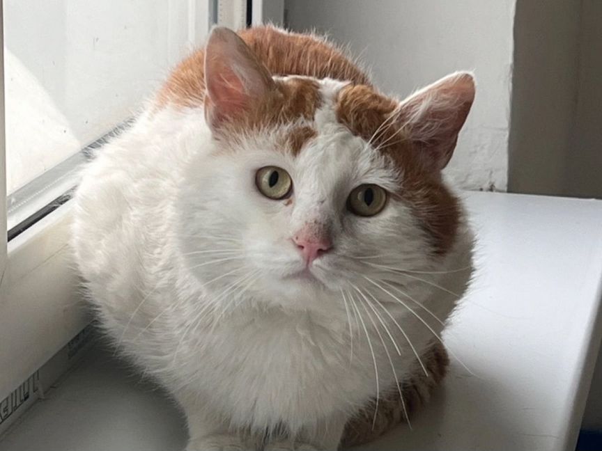 Котик на адаптацию в семью