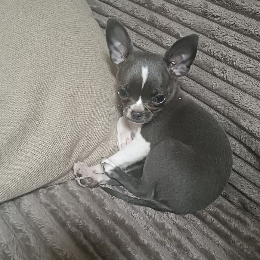 Малыш чихуа