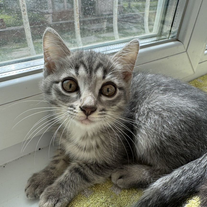 Отдаем котят в добрые руки