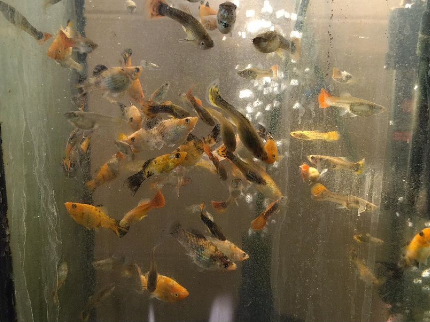 Аквариумные рыбки бесплатно