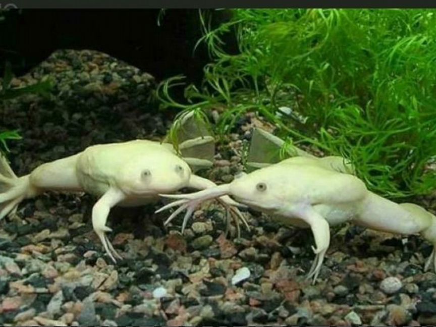 Шпорцевая лягушка аквариумная