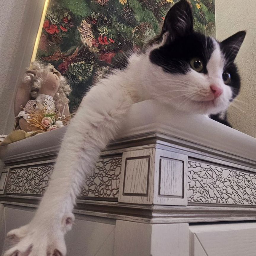 Котёнок в добрые руки