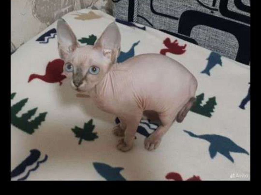 Канадский сфинкс