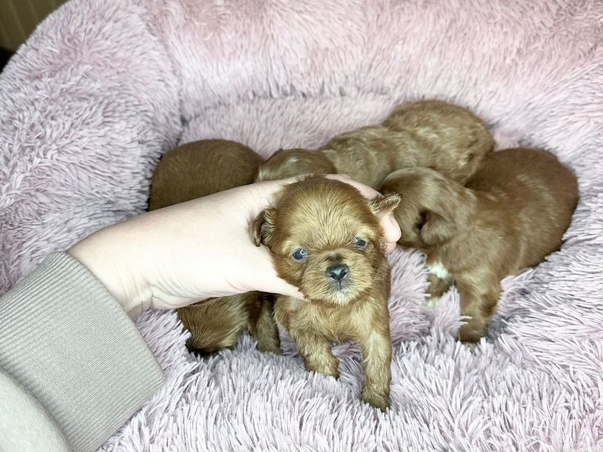 Мальтипу микро f1 N1 Russia maltipoo бронь к нг