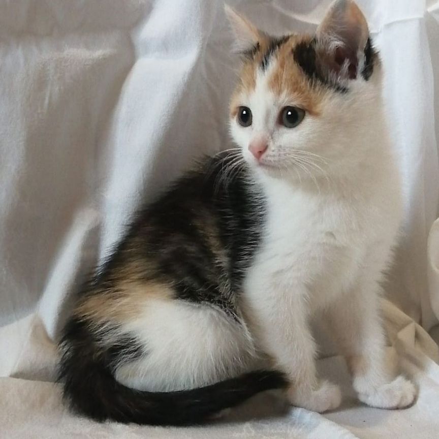 Отдадим котёнка