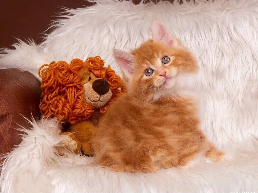 Котята курильский бобтейл