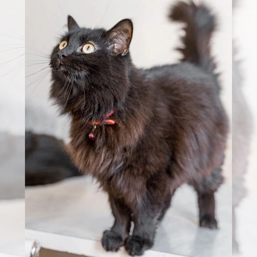 Взрослая, кошка в добрые руки