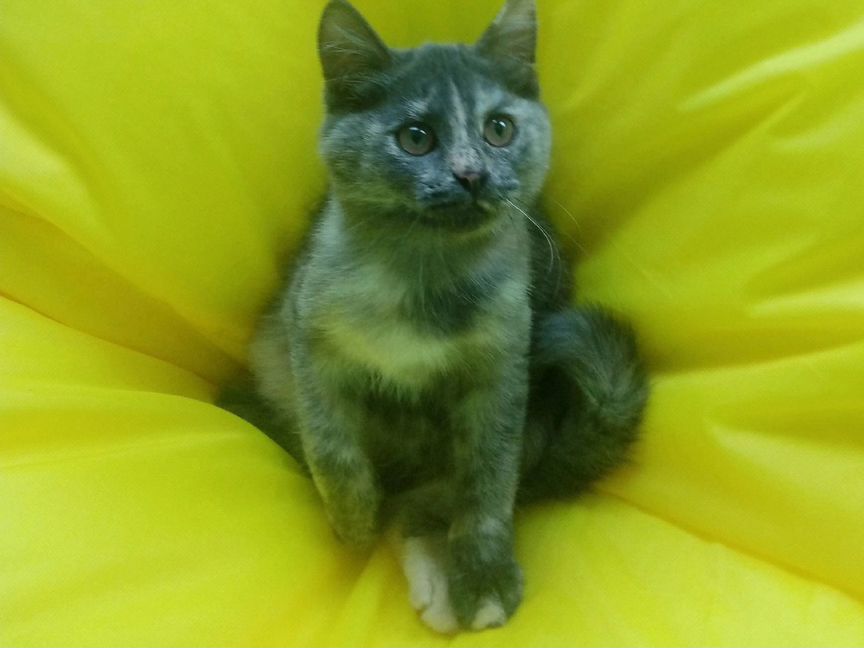 Котенок Фенечка в добрые руки