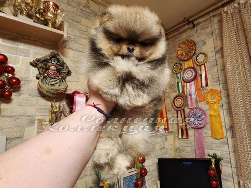 Шпиц померанский мишка питомник РКФ FCI