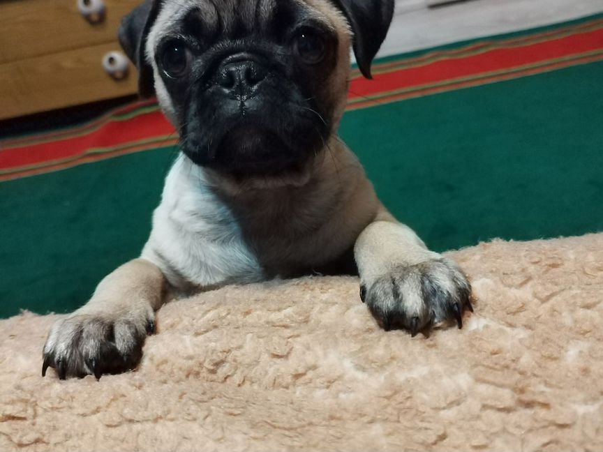 Щенки мопса мальчик