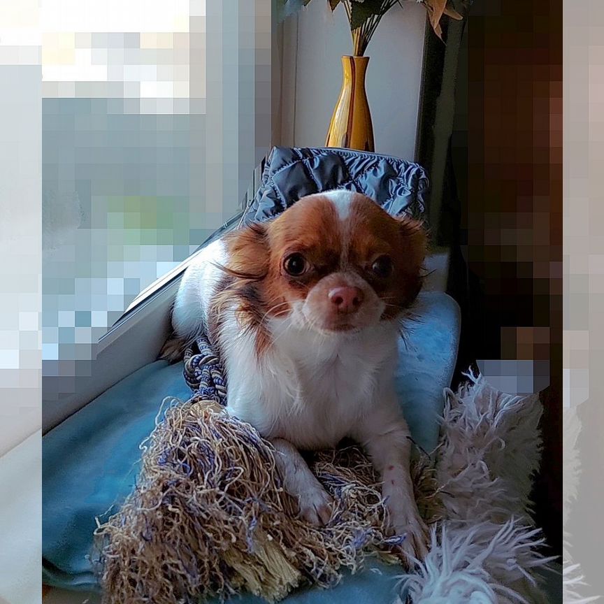 Девочка Дана