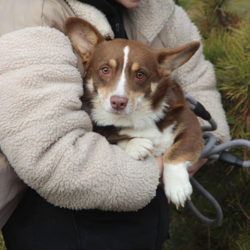 Очаровашка обояшка корги