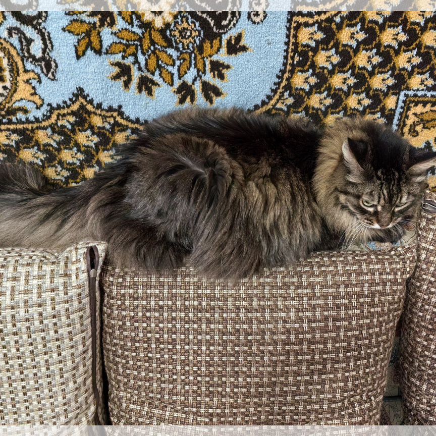 Взрослый кот в добрые руки