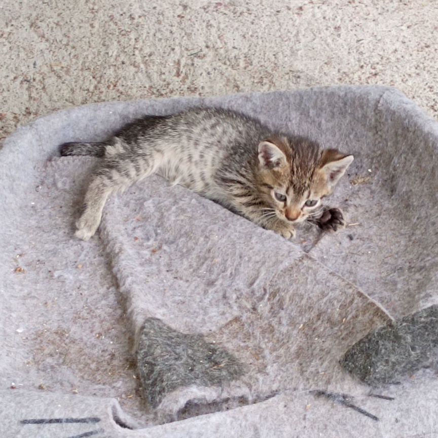 Продам в добрые руки