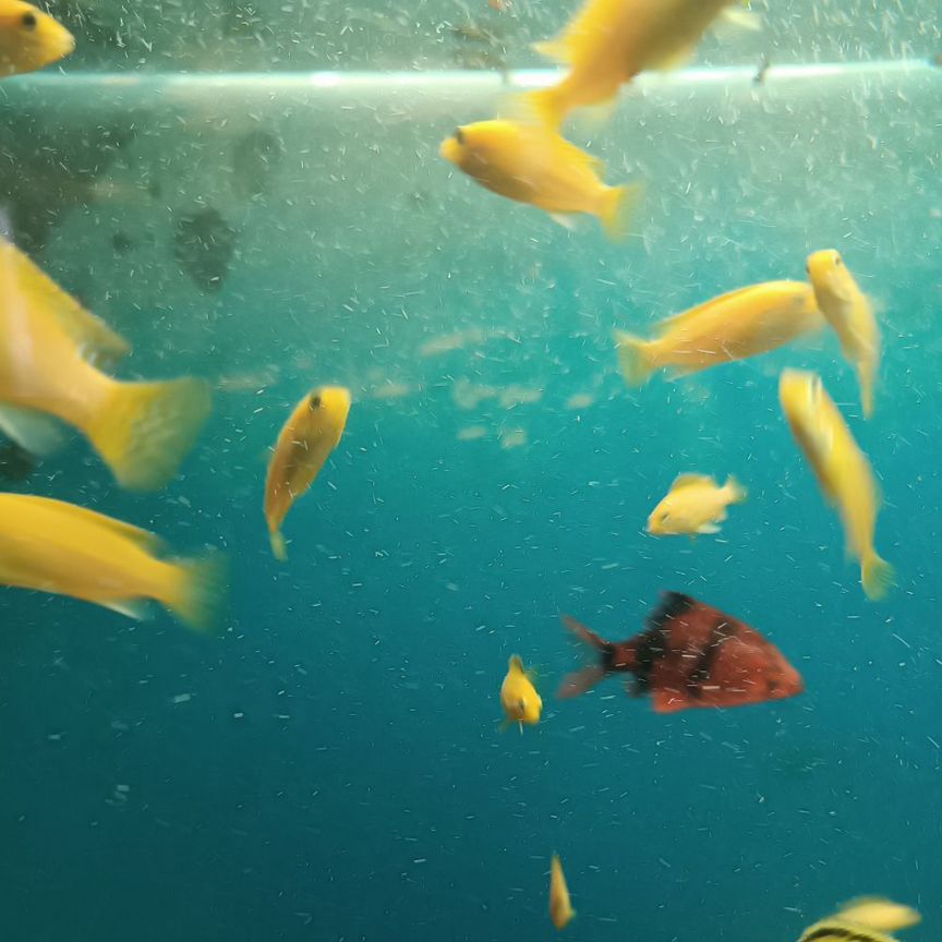Малавийские цихлиды Еллоу мальки