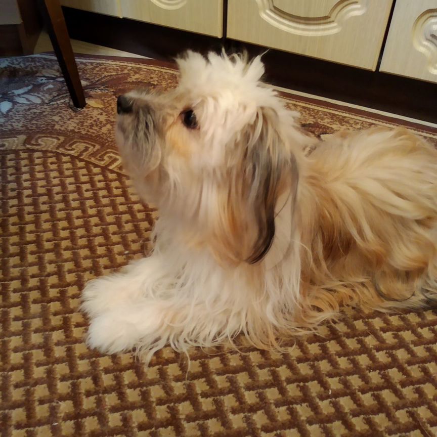 Отдам в добрые руки собаку