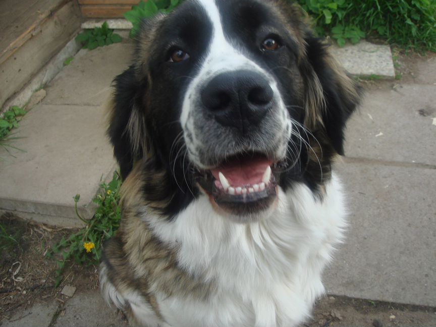 Московская сторожевая 3 года