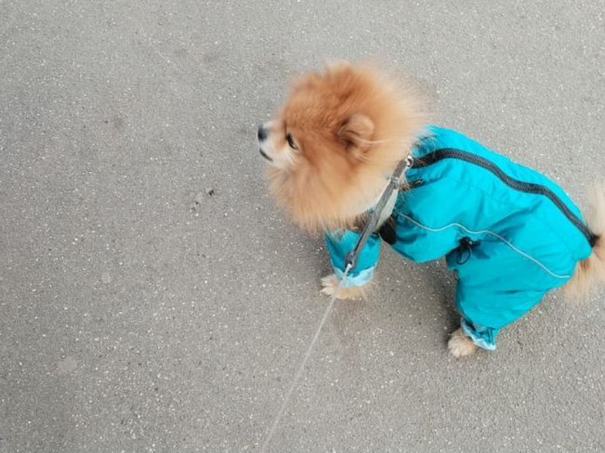 Комбинезон на собаку