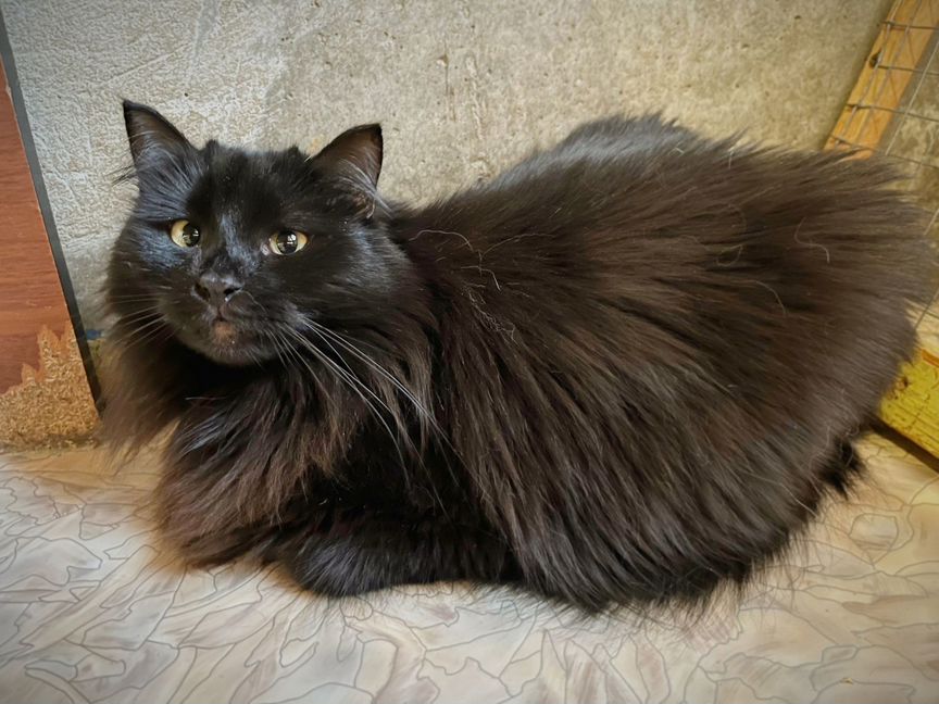 Пушистая черная кошка