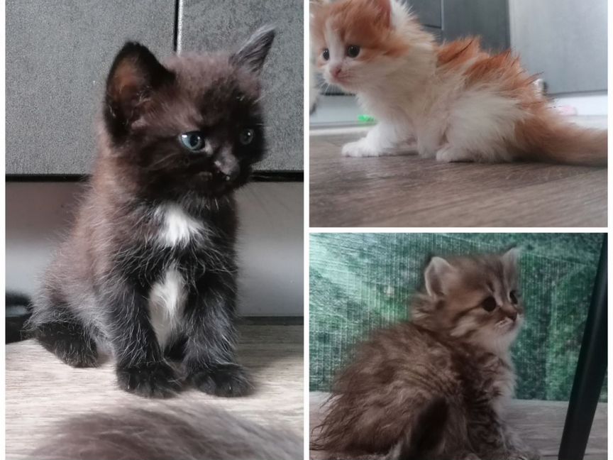 Котятки в добрые руки