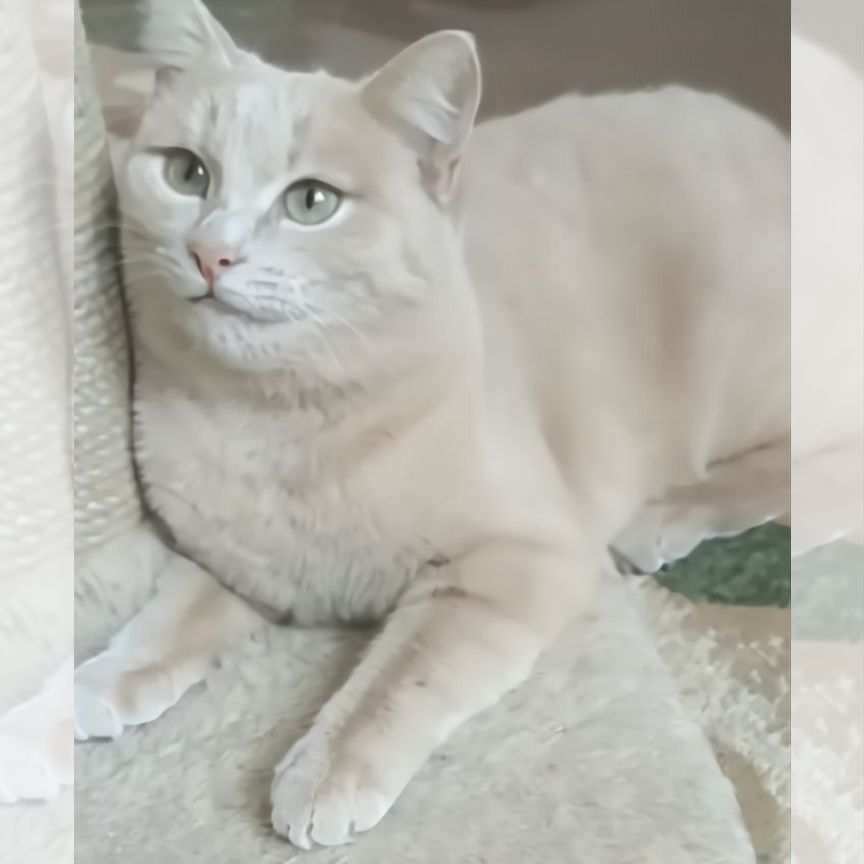 Взрослая, кошка в добрые руки