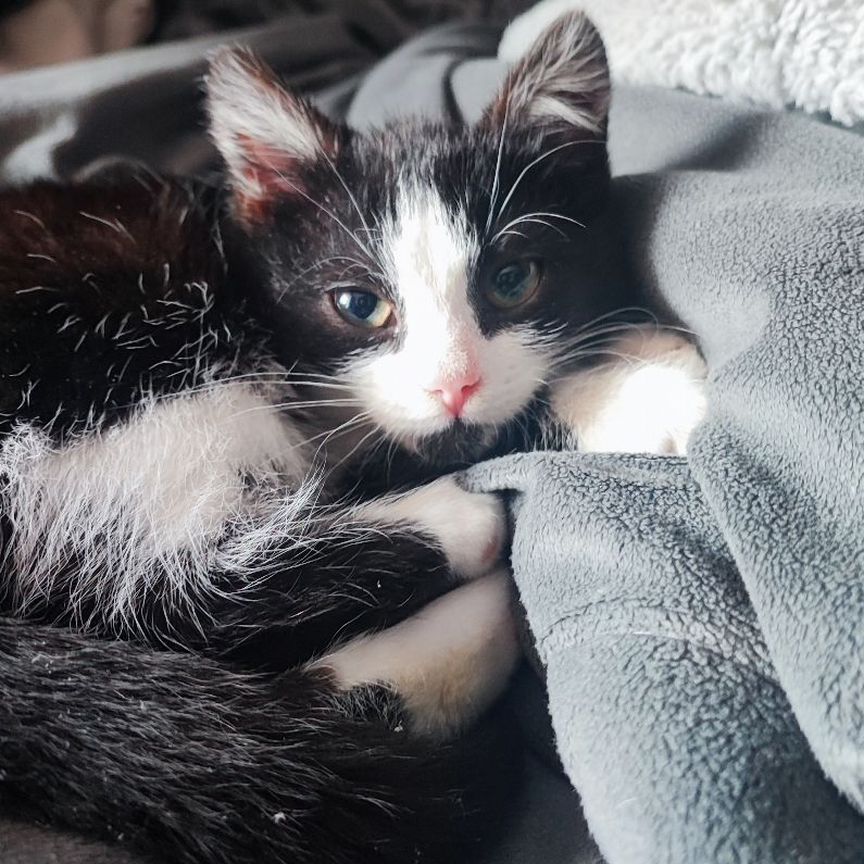 Котёнок в добрые руки