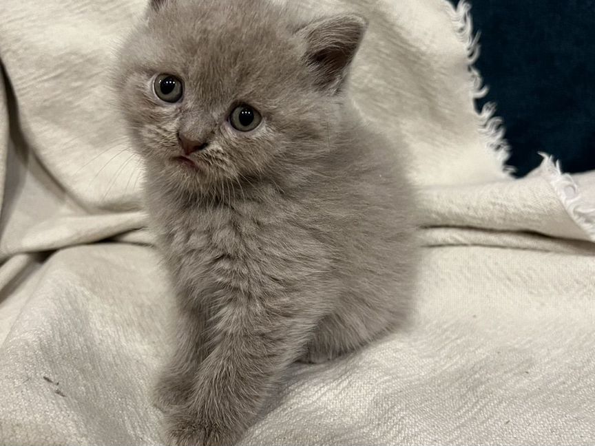 Шотландская вислоухая котенок