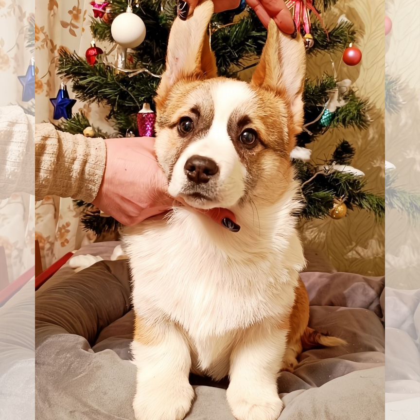 Вельш Корги Пемброк, щенок