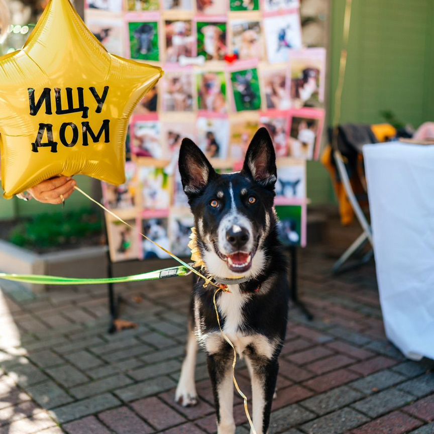 Пуля ищет дом