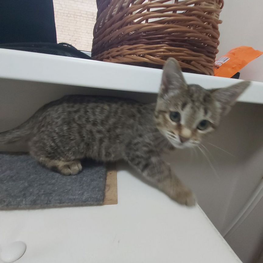 Котенок в добрые руки бесплатно