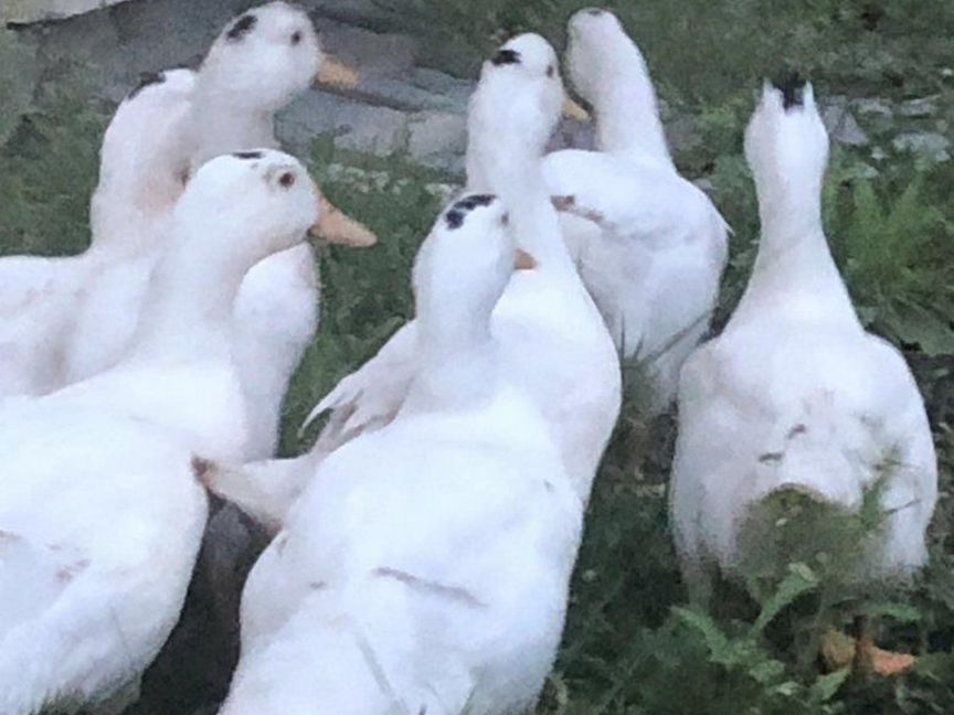 Утки муларды