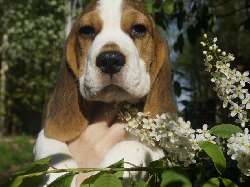 Щенки бигля