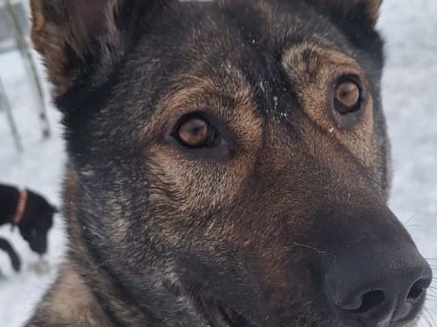 Собака в добрые руки