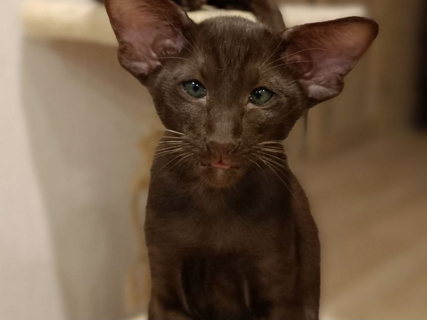 Ориентальные котята