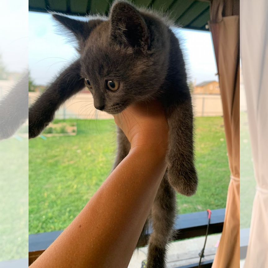 Котята очень красивые