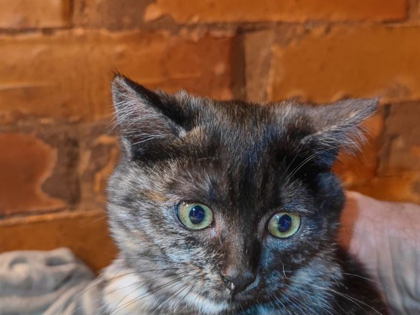 Котенок Котёночек котенка