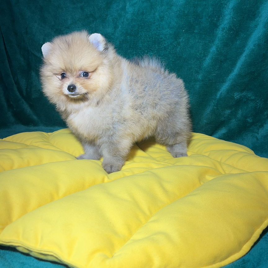 Померанский шпиц медвежьего типа девочка