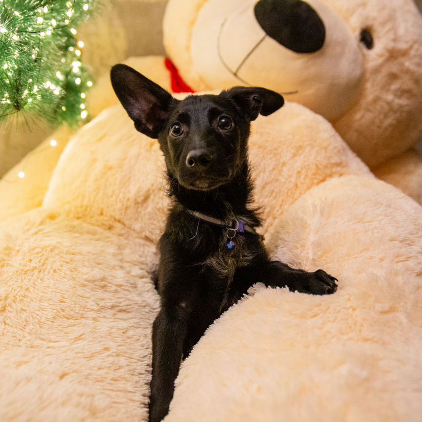 Щенок в добрые руки бесплатно