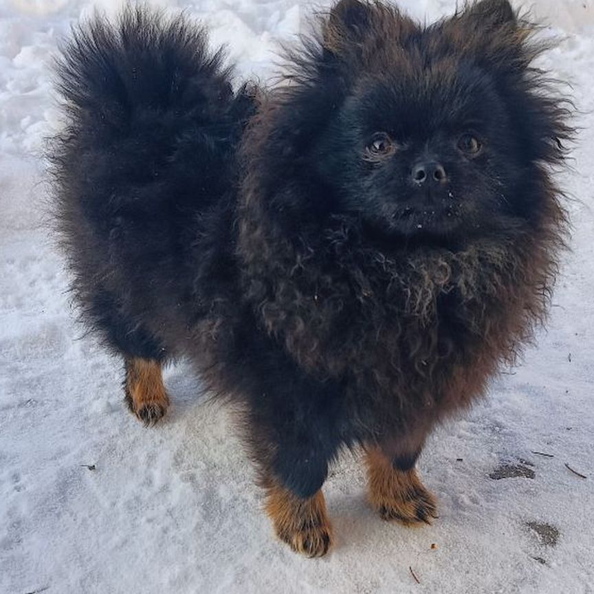 Померанский шпиц, щенок