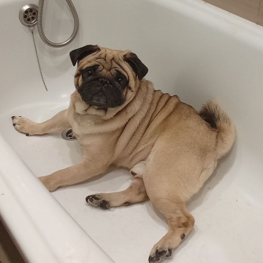 Мопс, щенок