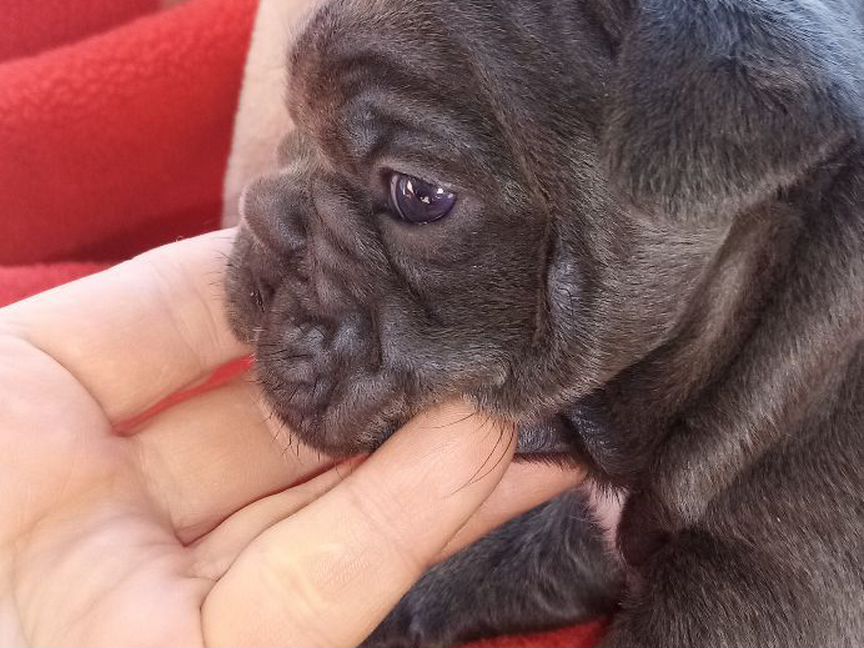 Французский бульдог