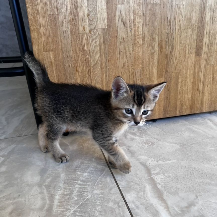 Котенок полуабиссинский в добрые руки, девочка
