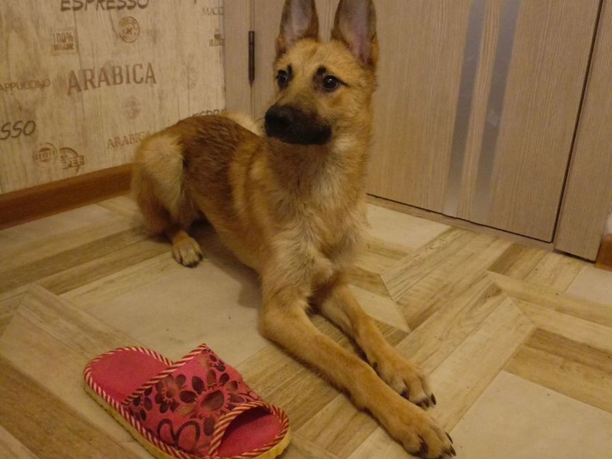 Собачка Селина