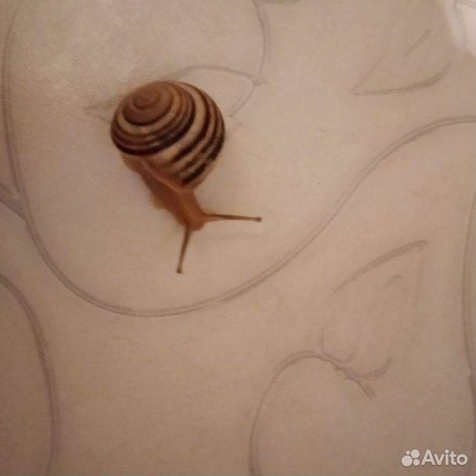 Улитки виноградные