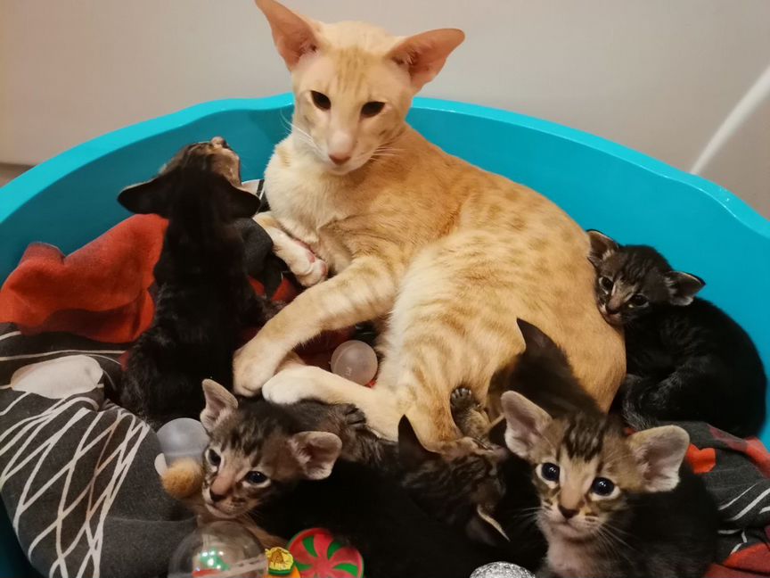 Ориентальные котята